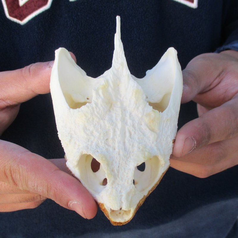 4-1/2 inch Common Snapping Turtle Skull for sale