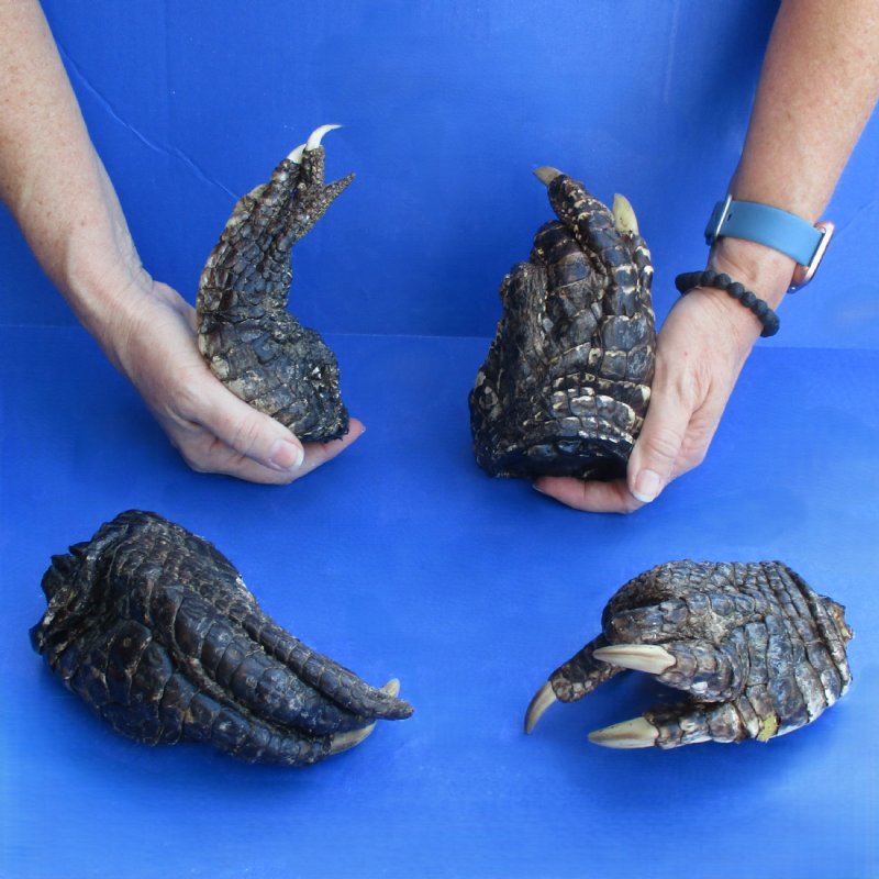 4 Preserved Alligator Feet, 6 to 7 inches for sale