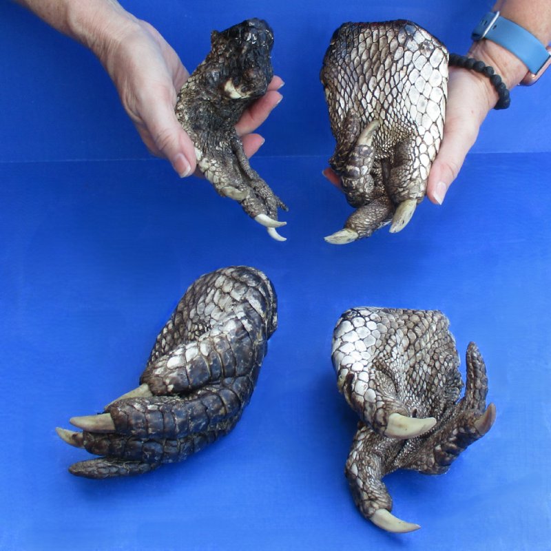 4 Preserved Alligator Feet, 6 to 7 inches for sale