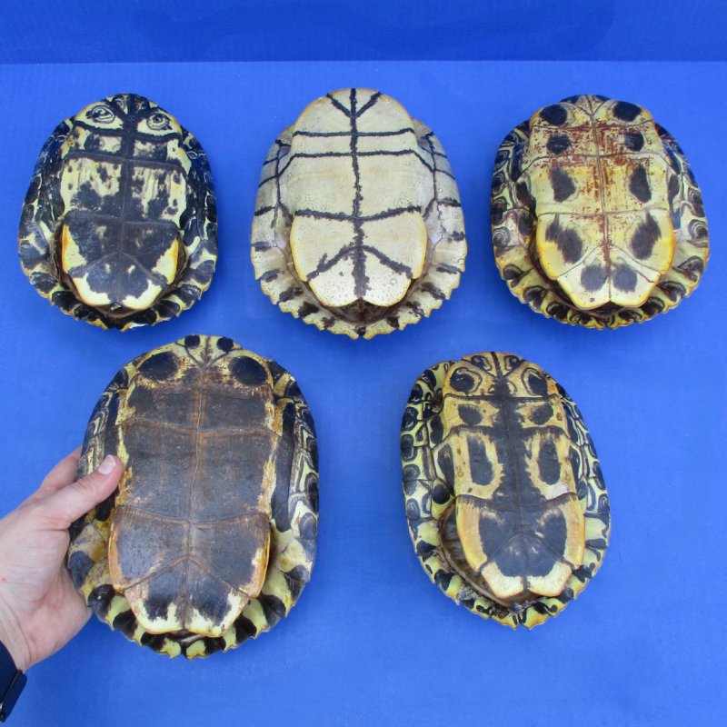 7 inch Red Eared Slider Turtle Shells, 5pc lot for sale