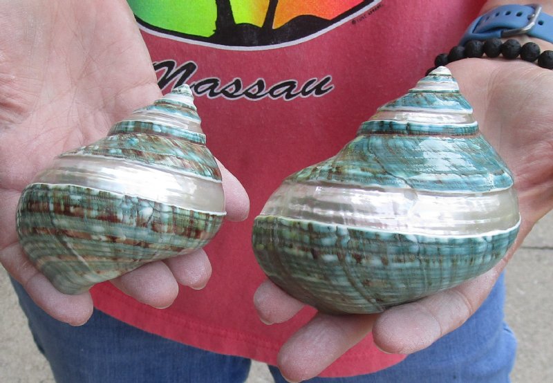 2 piece lot of Pearl banded Jade turbo shells available for sale