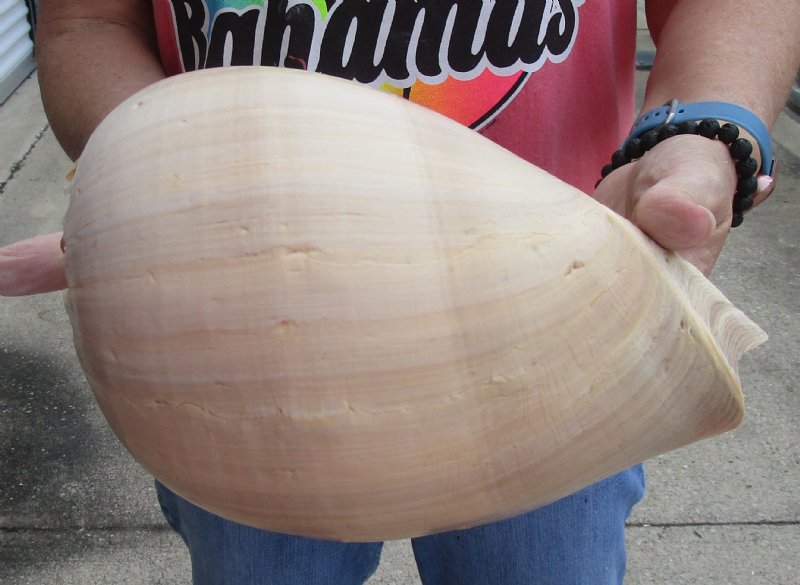 Philippine crowned baler melon shells for sale 10 inch