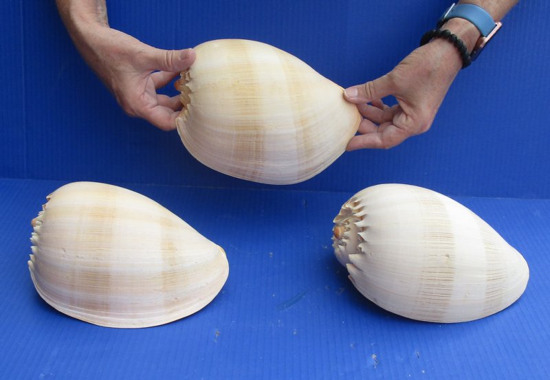 3 Philippine crowned baler melon shells for sale 8 inch