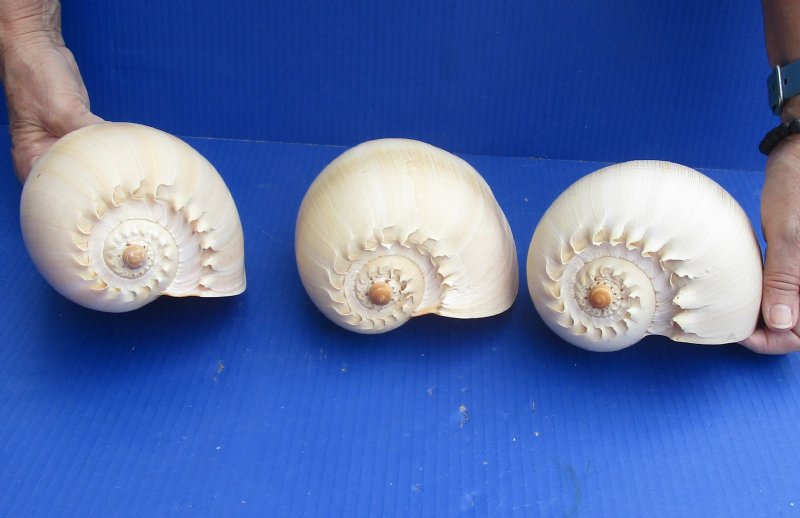 3 Philippine crowned baler melon shells for sale 8 inch