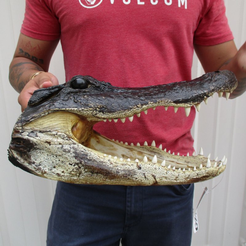 14 inch Alligator Head for sale