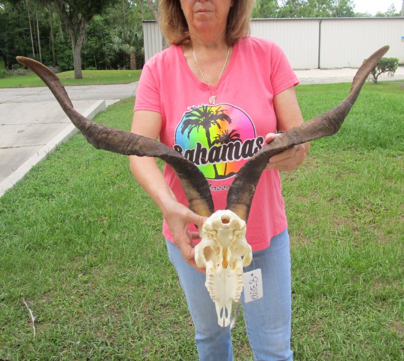 goat skull