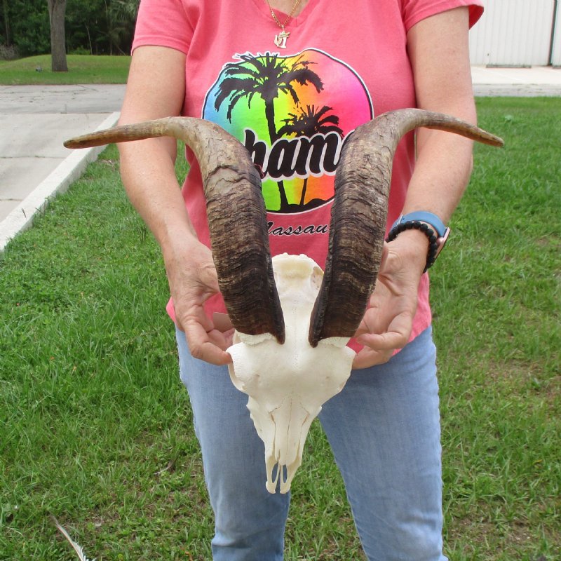 goat skull