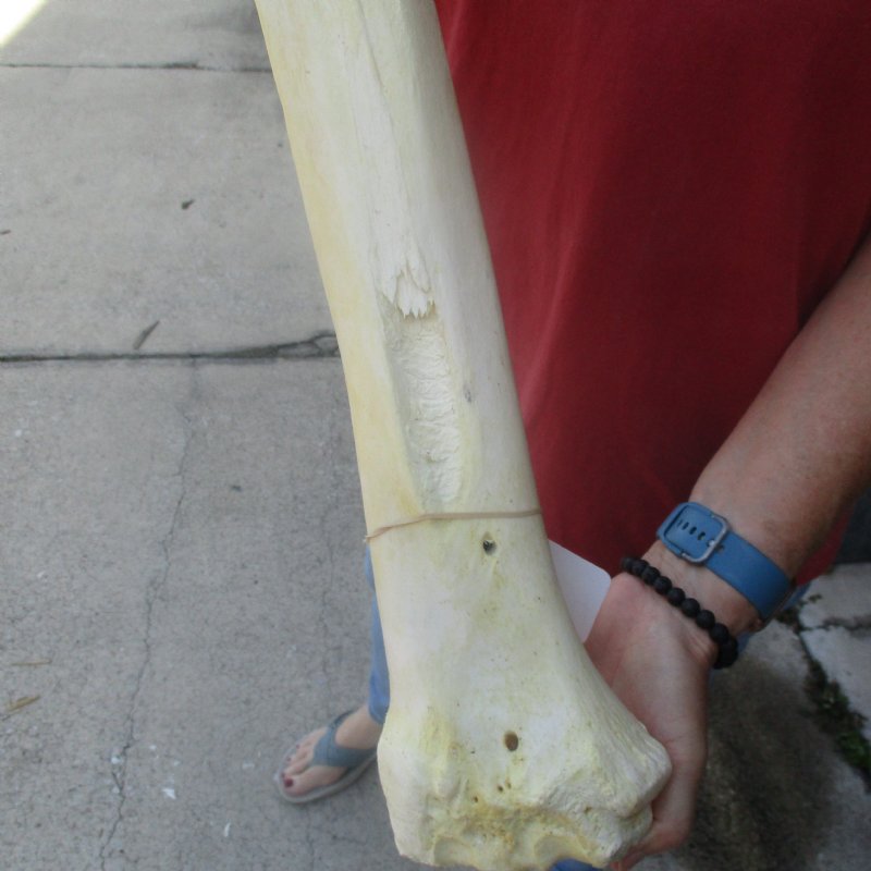 28 inch African Giraffe Radius Leg bone for sale