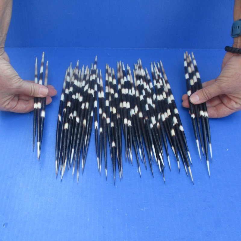50 Thick African Porcupine Quills 9 to 11 inches
