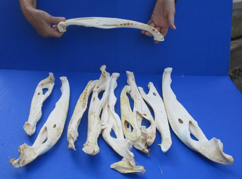 10 piece lot of Florida alligator jaw bones