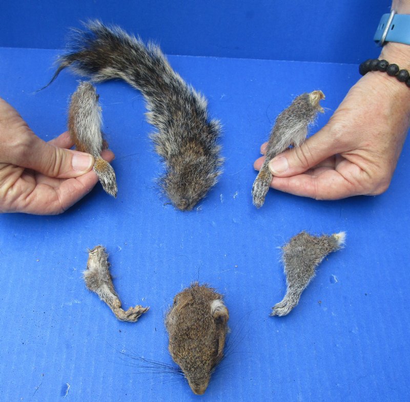 Preserved Squirrel Head, Legs, & Tail for sale