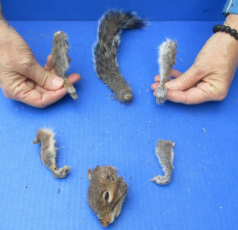 Preserved Squirrel Head, Legs, & Tail for sale