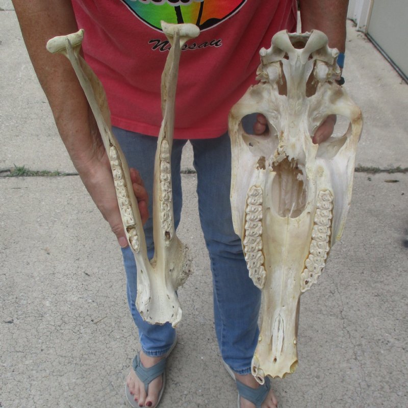 17x7 inch Zebra Skull for sale