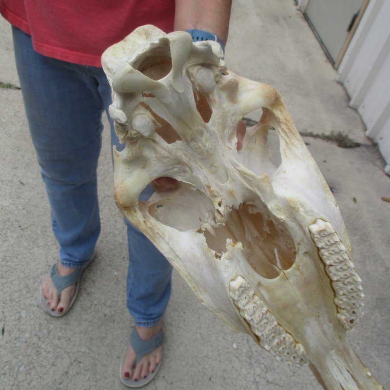 17x7 inch Zebra Skull for sale