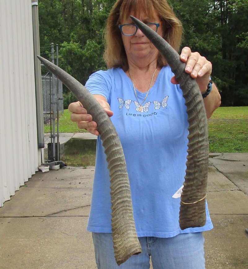 Matching pair of African Sable (Hippotragus niger)