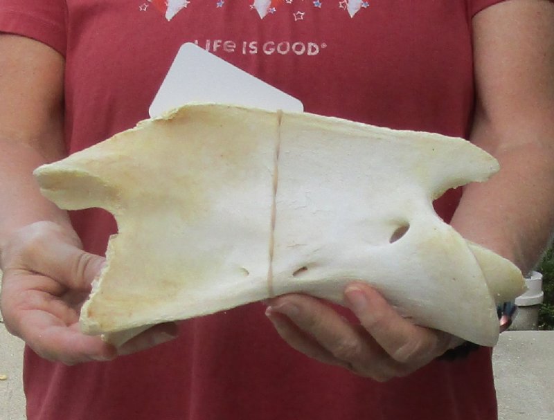 10 inch Giraffe Vertebra Bone