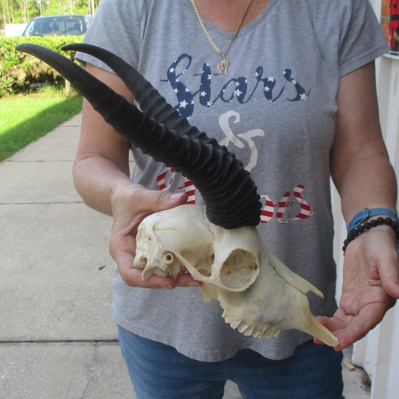12 inch Horns on Male Springbok Skull for sale