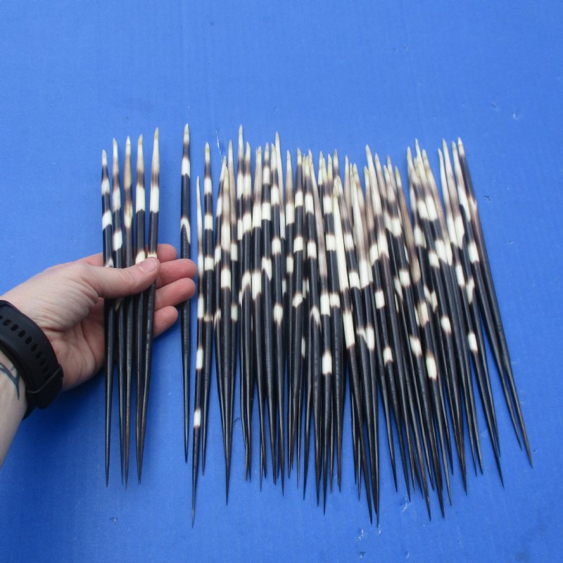 50 Thick African Porcupine Quills 9 to 10 inches