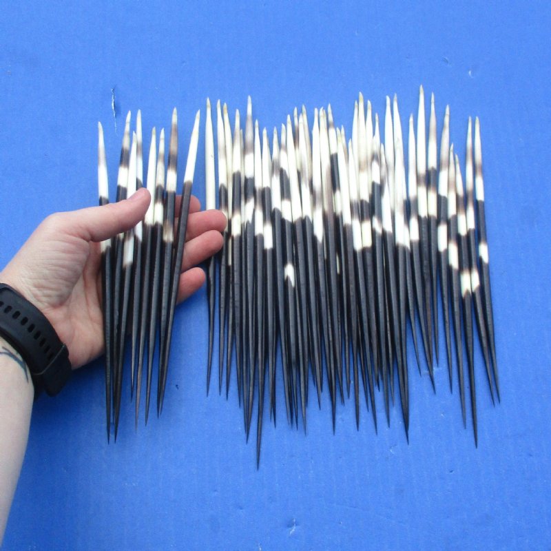 50 Thick African Porcupine Quills 7 to 8 inches