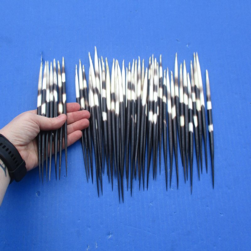 50 Thick African Porcupine Quills 7 to 8 inches