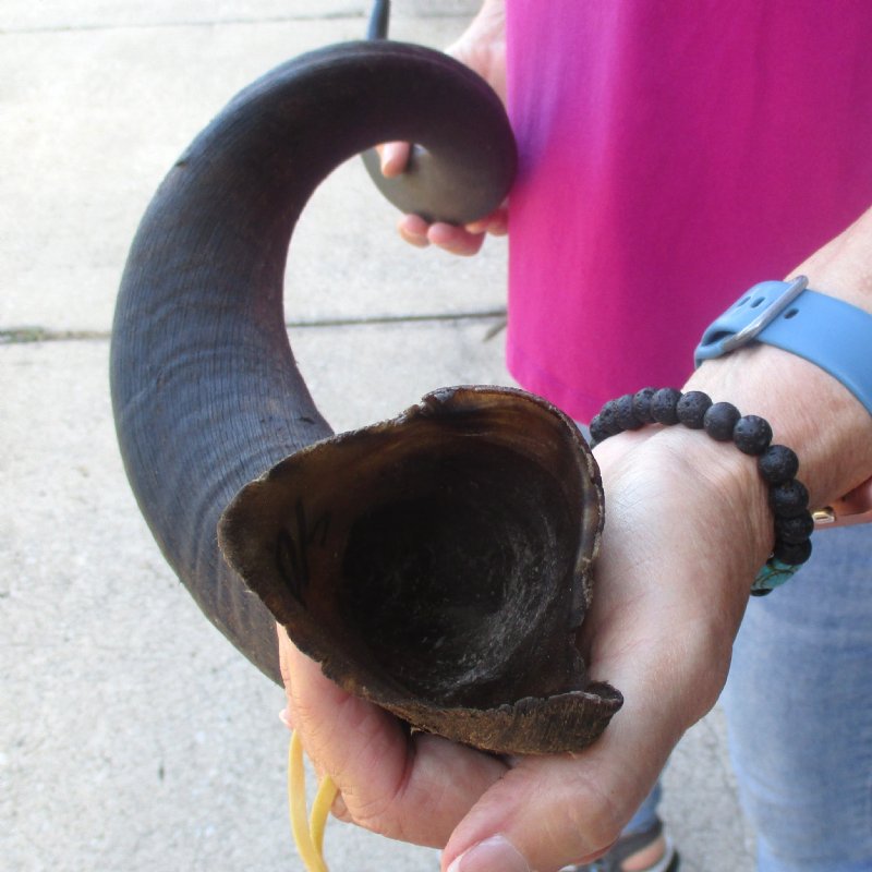 Kudu horn for sale