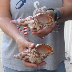 Triton Trumpet Shell | Triton Seashells | Hand Picked
