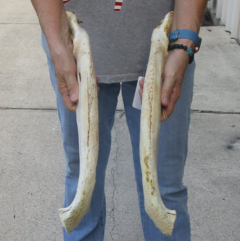 Florida alligator bottom jaw