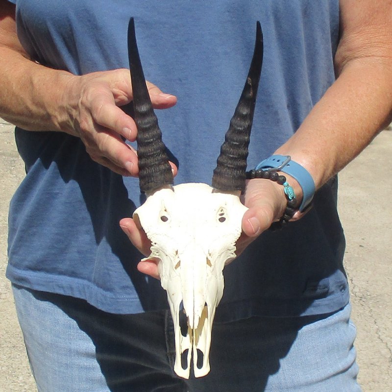 7 inch Mountain Reedbuck Skull with 6 1/2 inch Horns for sale