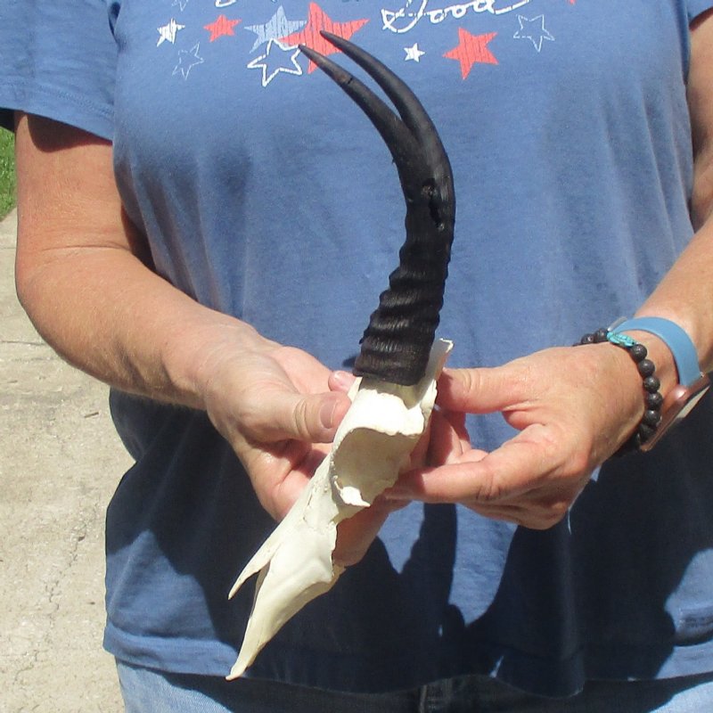 7 inch Mountain Reedbuck Skull with 6 1/2 inch Horns for sale