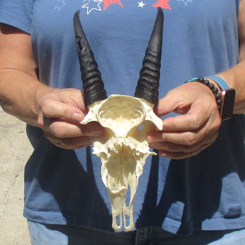 7 inch Mountain Reedbuck Skull with 6 1/2 inch Horns for sale