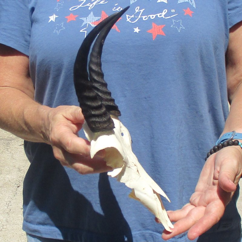 7 inch Mountain Reedbuck Skull with 6 1/2 inch Horns for sale