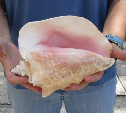 Large Pink Conch Shells | Queen Conch Shell | Hand Picked