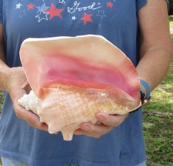 Large Pink Conch Shells | Queen Conch Shell | Hand Picked
