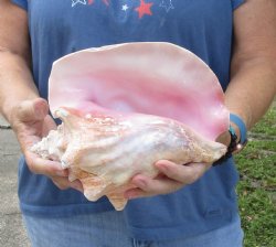 Large Pink Conch Shells | Queen Conch Shell | Hand Picked