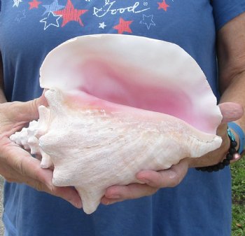 9 inch Huge Pink Conch