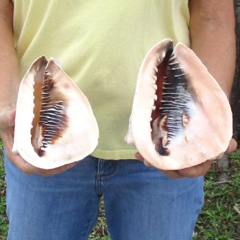 6 & 7 inch Queen Helmet Shells, 2pc for sale