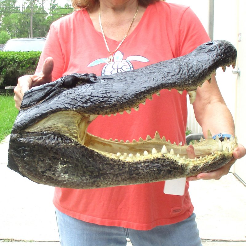 19 inch long Alligator Head for sale