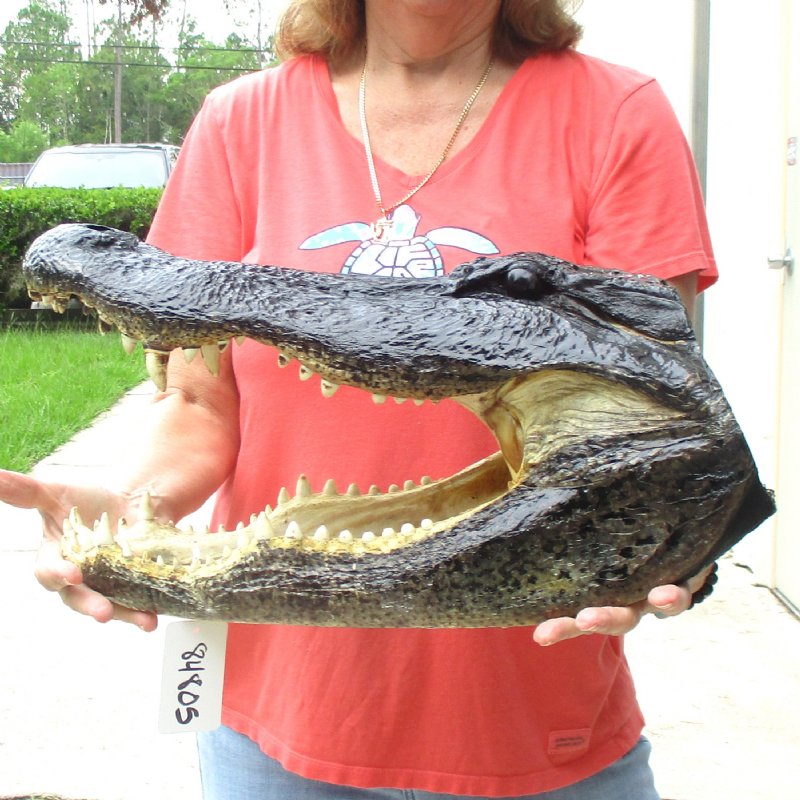 19 inch long Alligator Head for sale