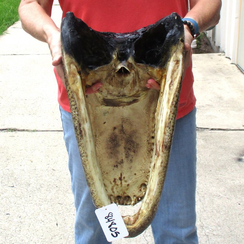 19 inch long Alligator Head for sale