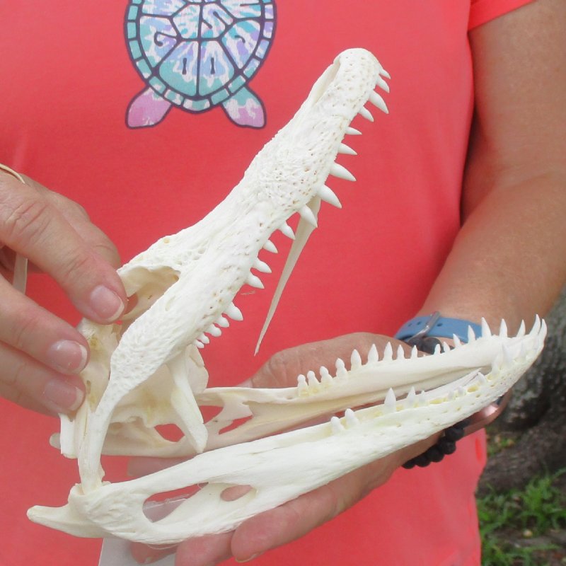 Florida Alligator Skull