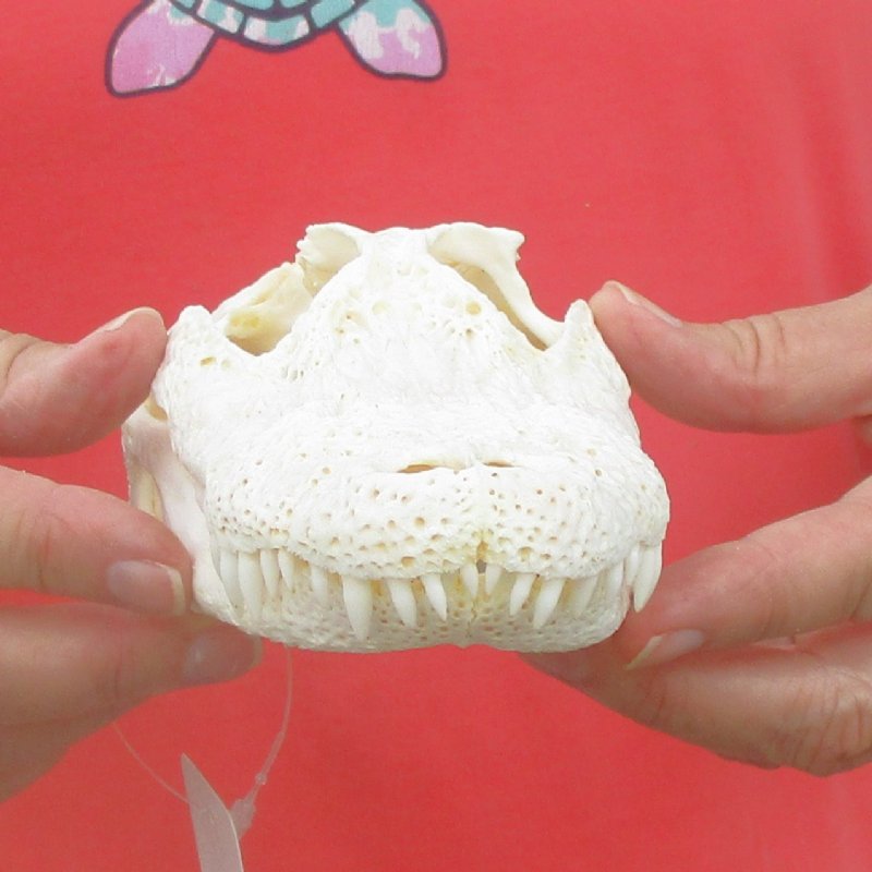 Florida Alligator Skull