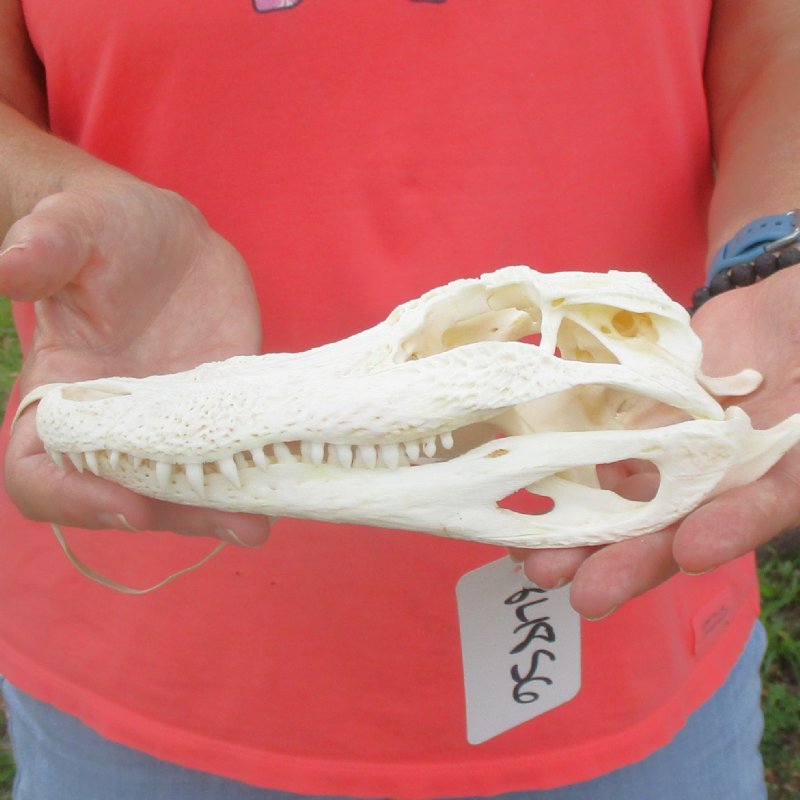 Florida Alligator Skull