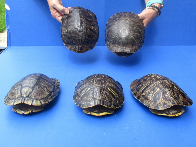 7 inch Red Eared Slider Turtle Shells, 5pc lot for sale