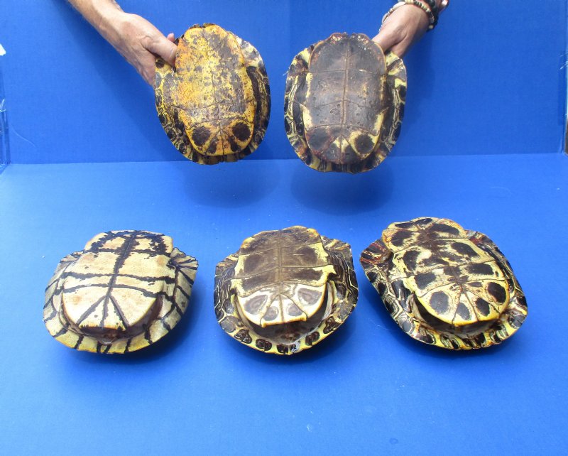 7 inch Red Eared Slider Turtle Shells, 5pc lot for sale