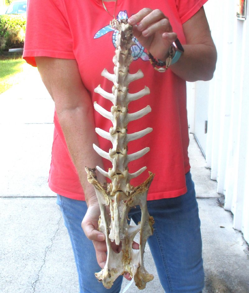 21 inch Semi-Clean Deer Vertebrae/pelvic Bones for sale