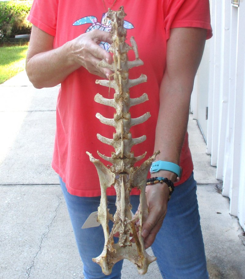 21 inch Semi-Clean Deer Vertebrae/pelvic Bones for sale