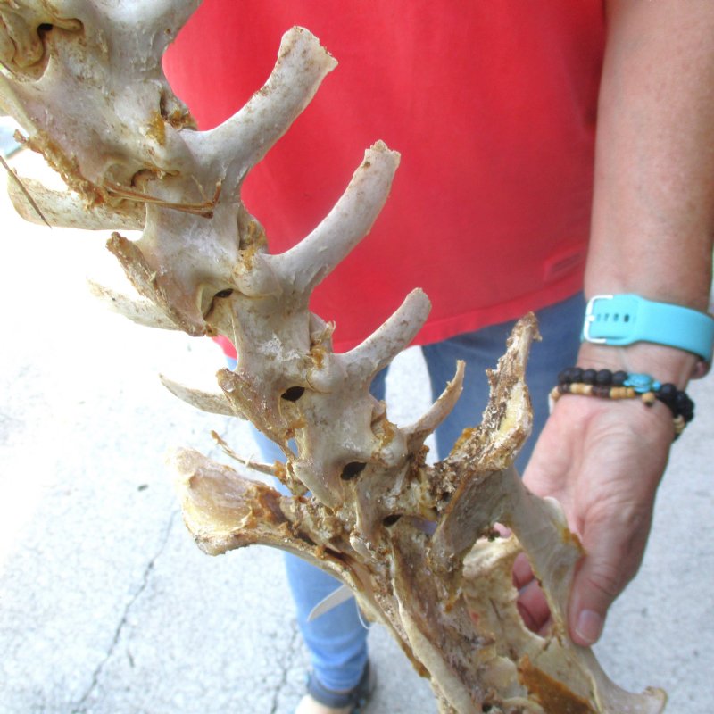 21 inch Semi-Clean Deer Vertebrae/pelvic Bones for sale