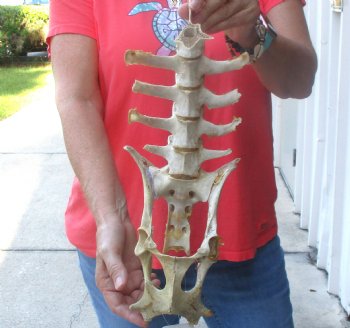 16 inch Semi-Clean Deer Vertebrae/pelvic Bones for sale