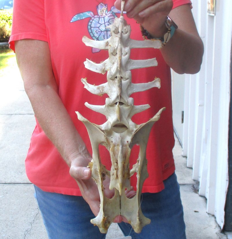 16 inch Semi-Clean Deer Vertebrae/pelvic Bones for sale