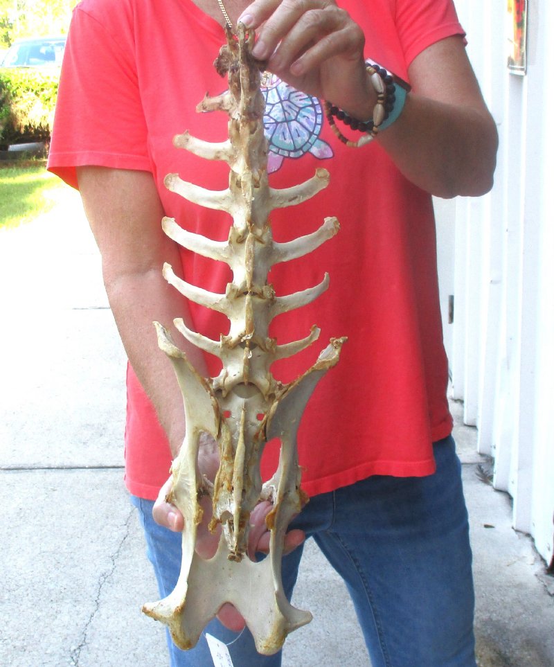 20 inch Semi-Clean Deer Vertebrae/pelvic Bones for sale